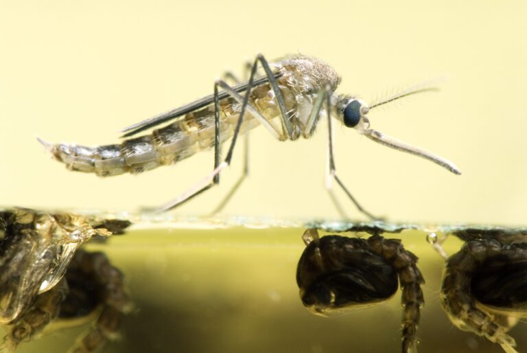 What Is the Mosquito Life Cycle? | VDCI Mosquito Management