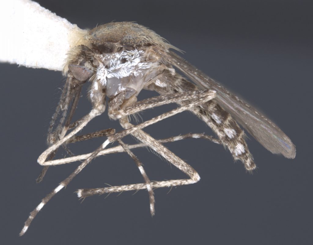 The Eastern Saltmarsh Mosquito - Aedes sollicitans