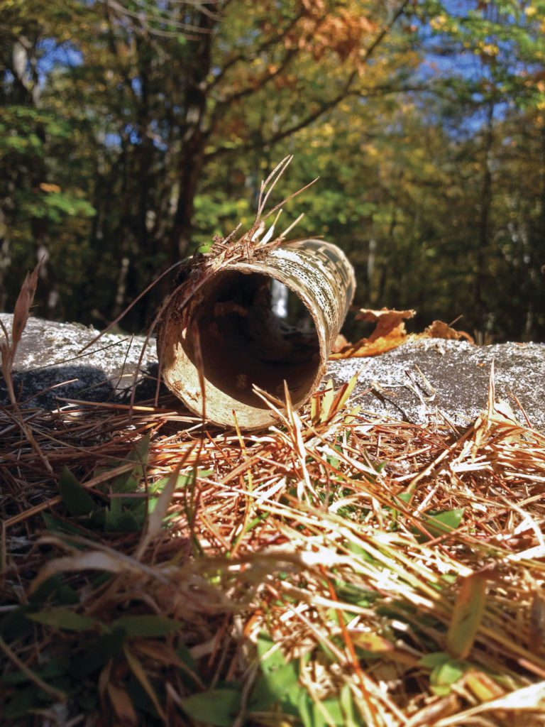 VDCIs Guide to Enjoying the Outdoors: Tick Edition