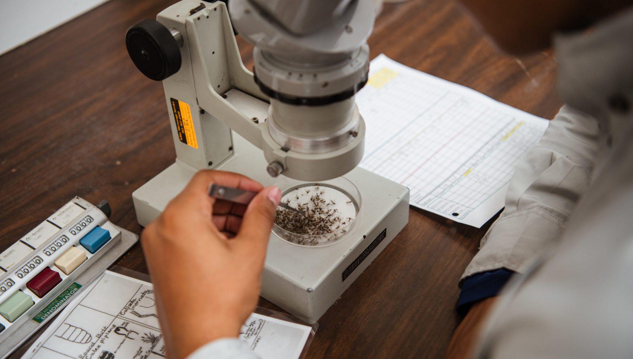 Why are New Mosquito Species Coming To Colorado?