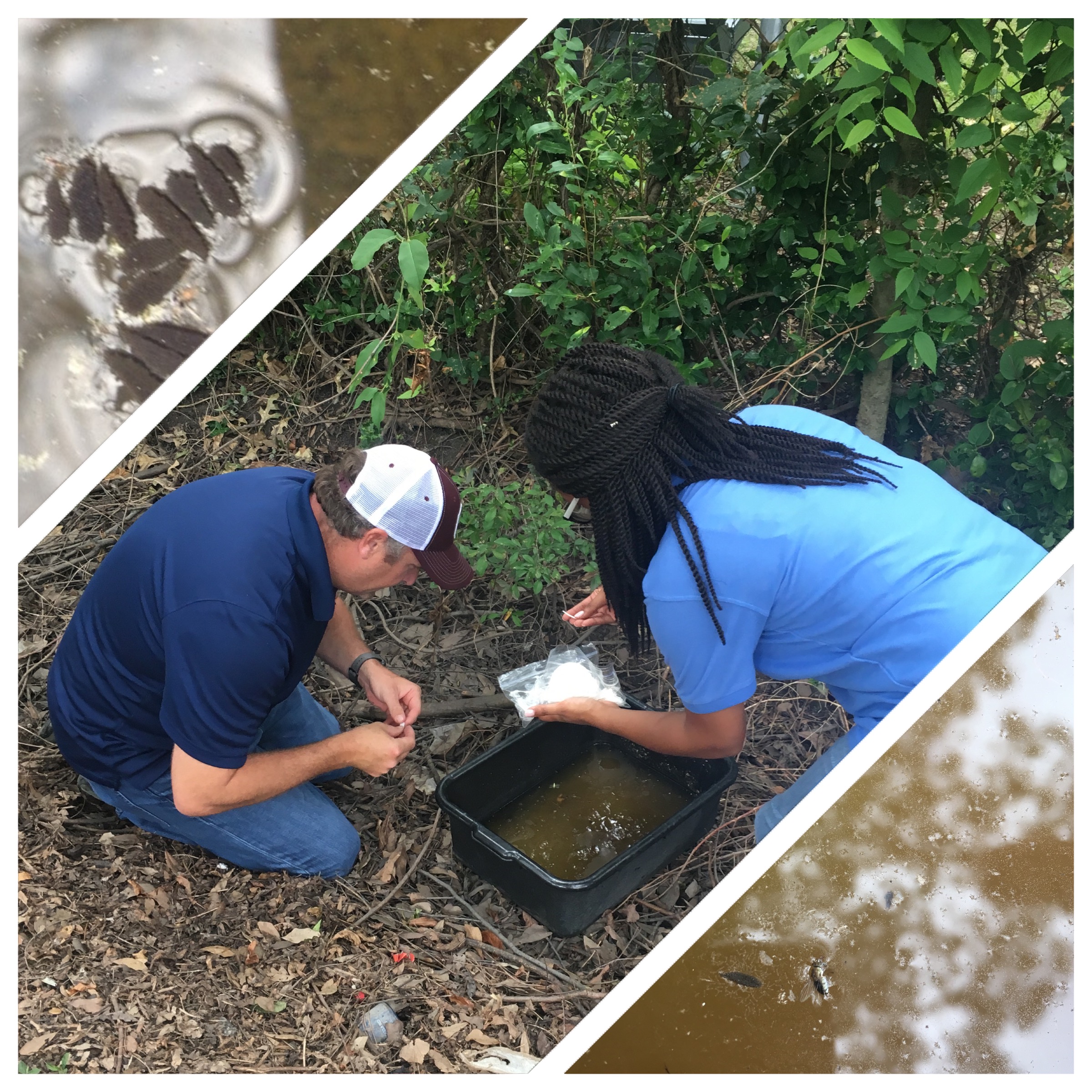 Mosquito Management: Understanding Insecticide Resistance