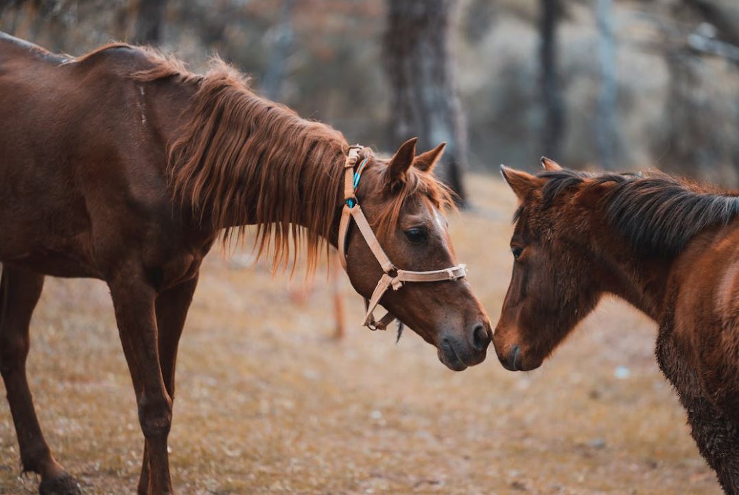 Are Mosquitoes Harmful to Dogs and Horses?
