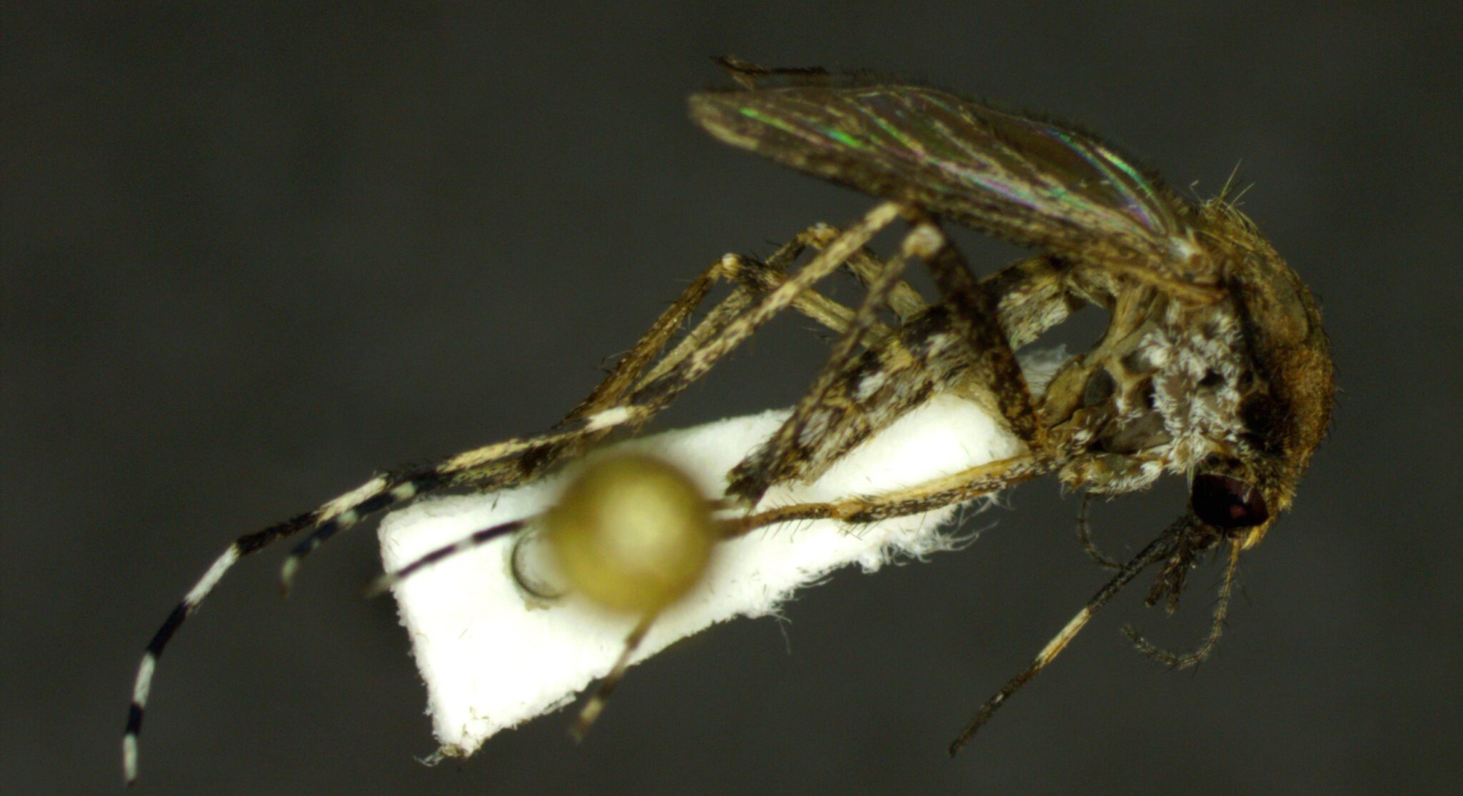 The Eastern Saltmarsh Mosquito - Aedes sollicitans