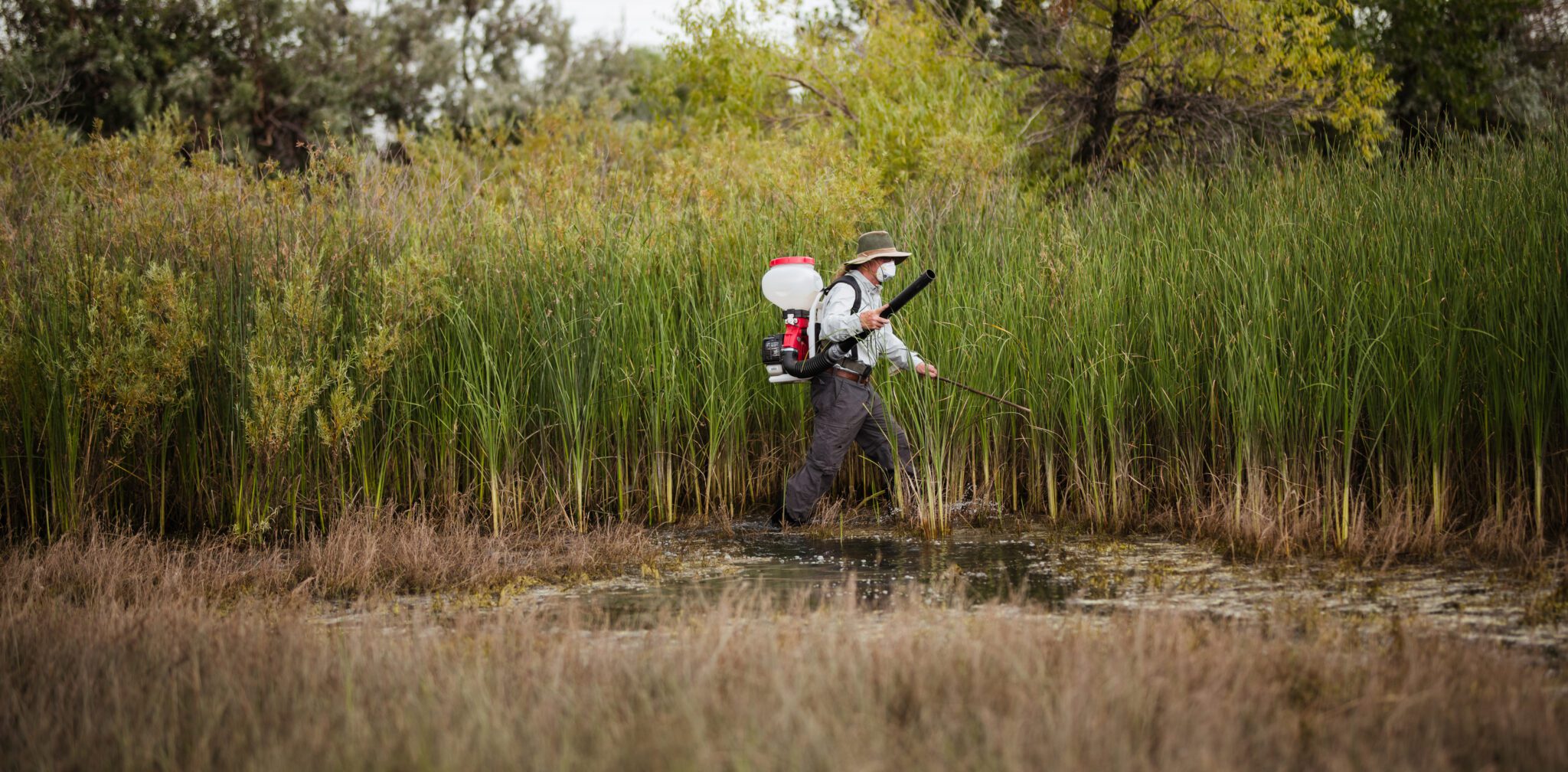 The Eastern Saltmarsh Mosquito - Aedes sollicitans