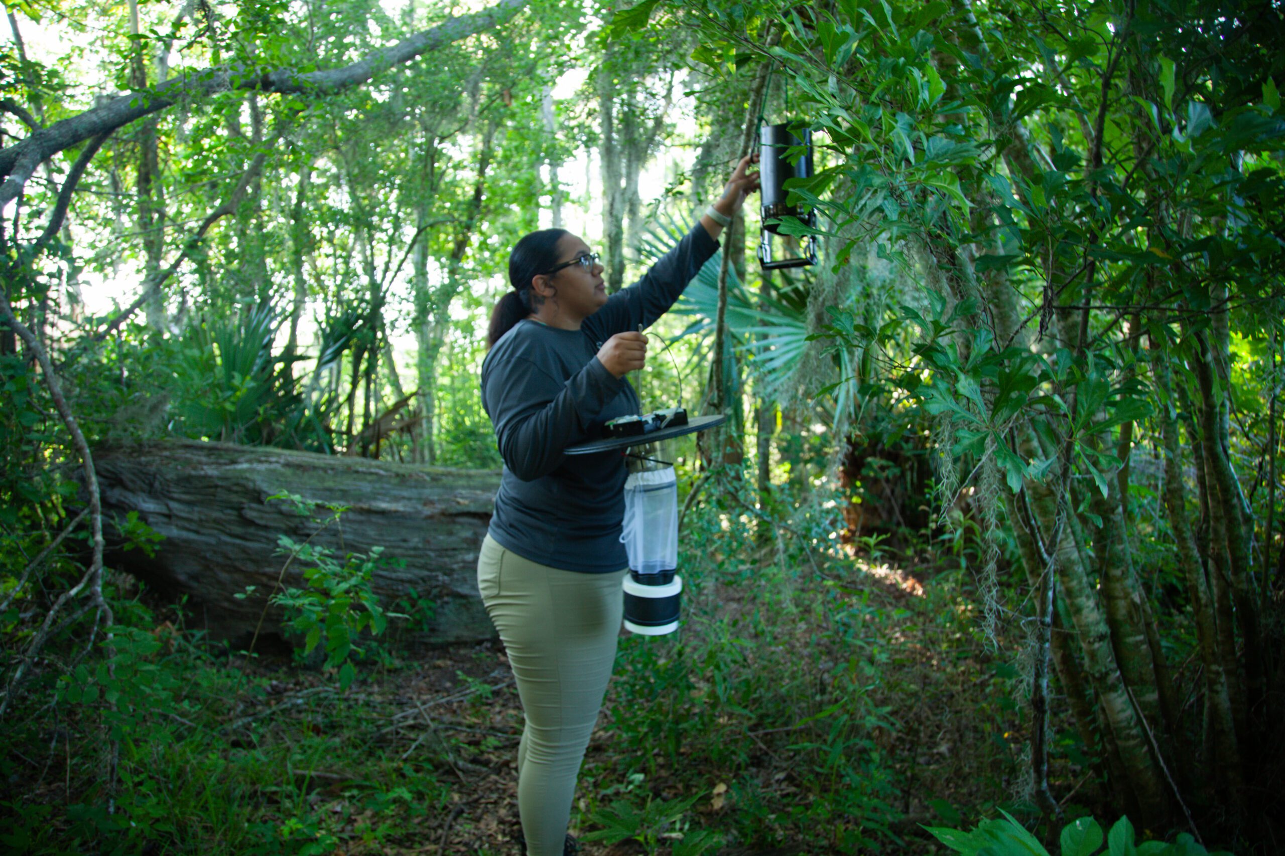 Professional Mosquito Trapping: Basics, Benefits & More