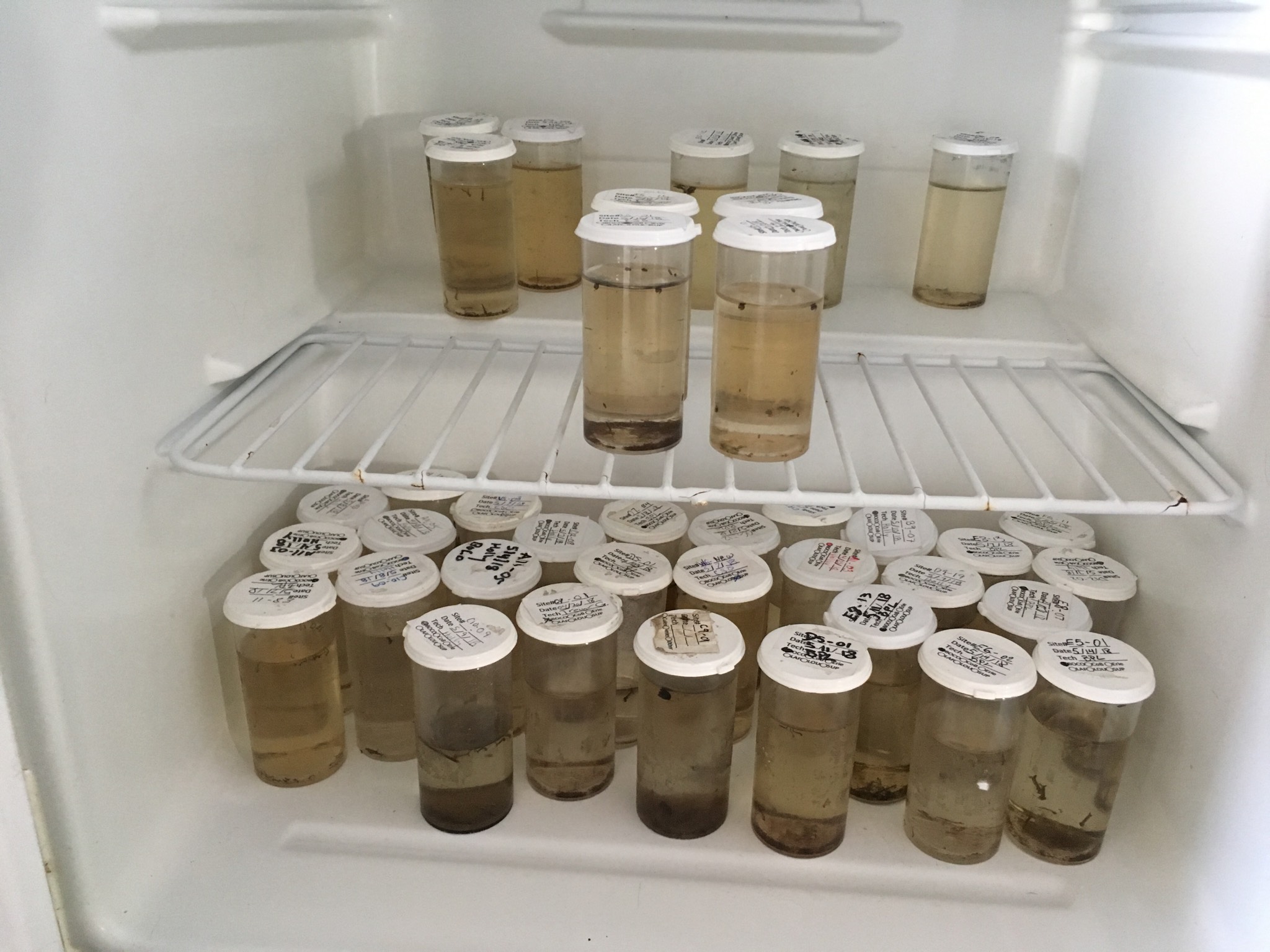Analyzing Mosquito Larvae to Drive Decision-Making