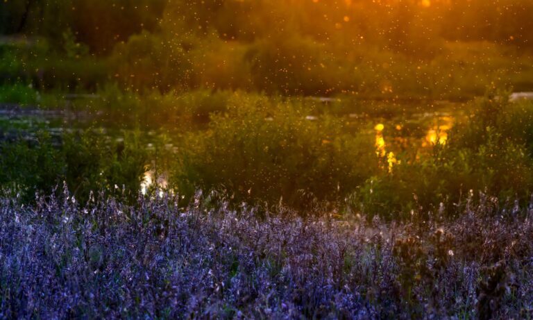 When Do Mosquitoes Go Away at Night? - Vector Disease Control International